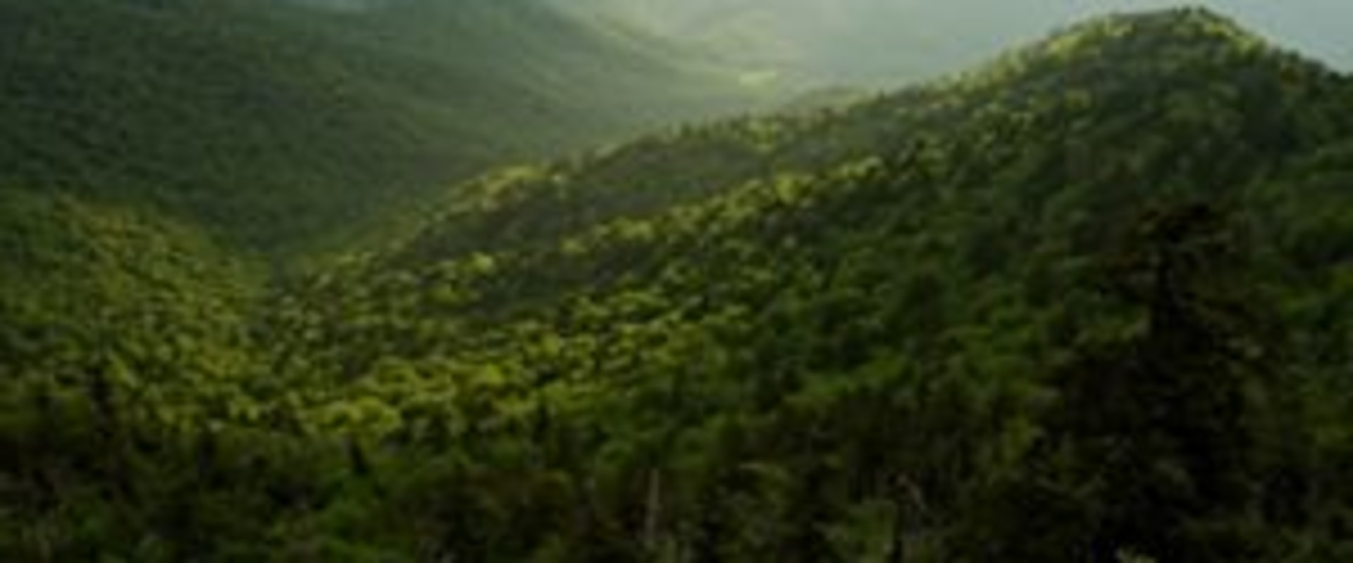 Exploring Ways to Get Involved in Environmental Conservation in ...