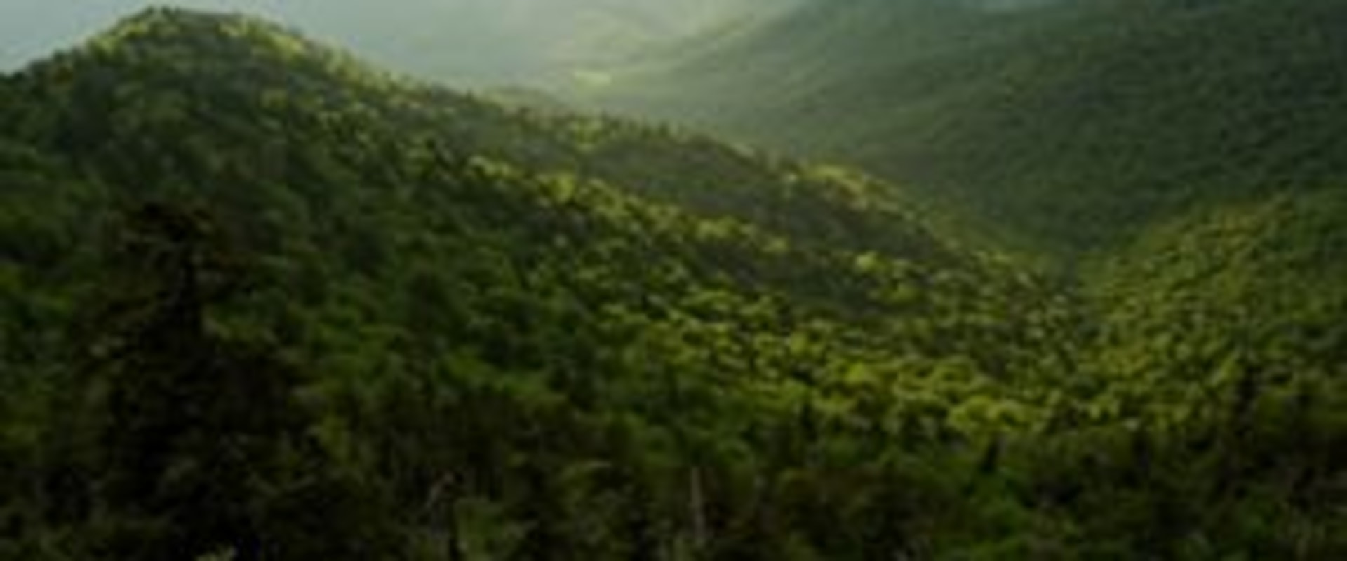 Eco-Friendly Northeast Tennessee: Conserving Wildlife And Natural Resources