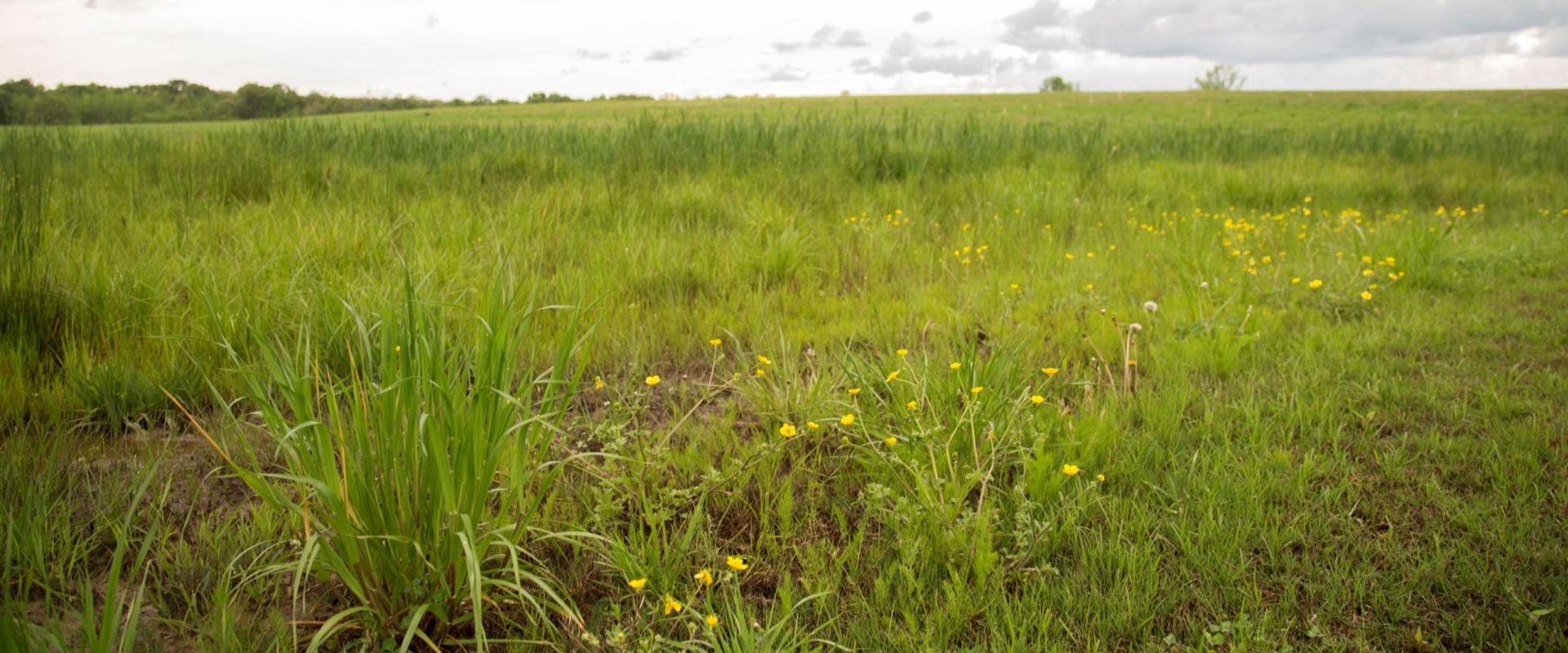 Sustaining Northeast Tennessee: Efforts Towards Environmental Conservation